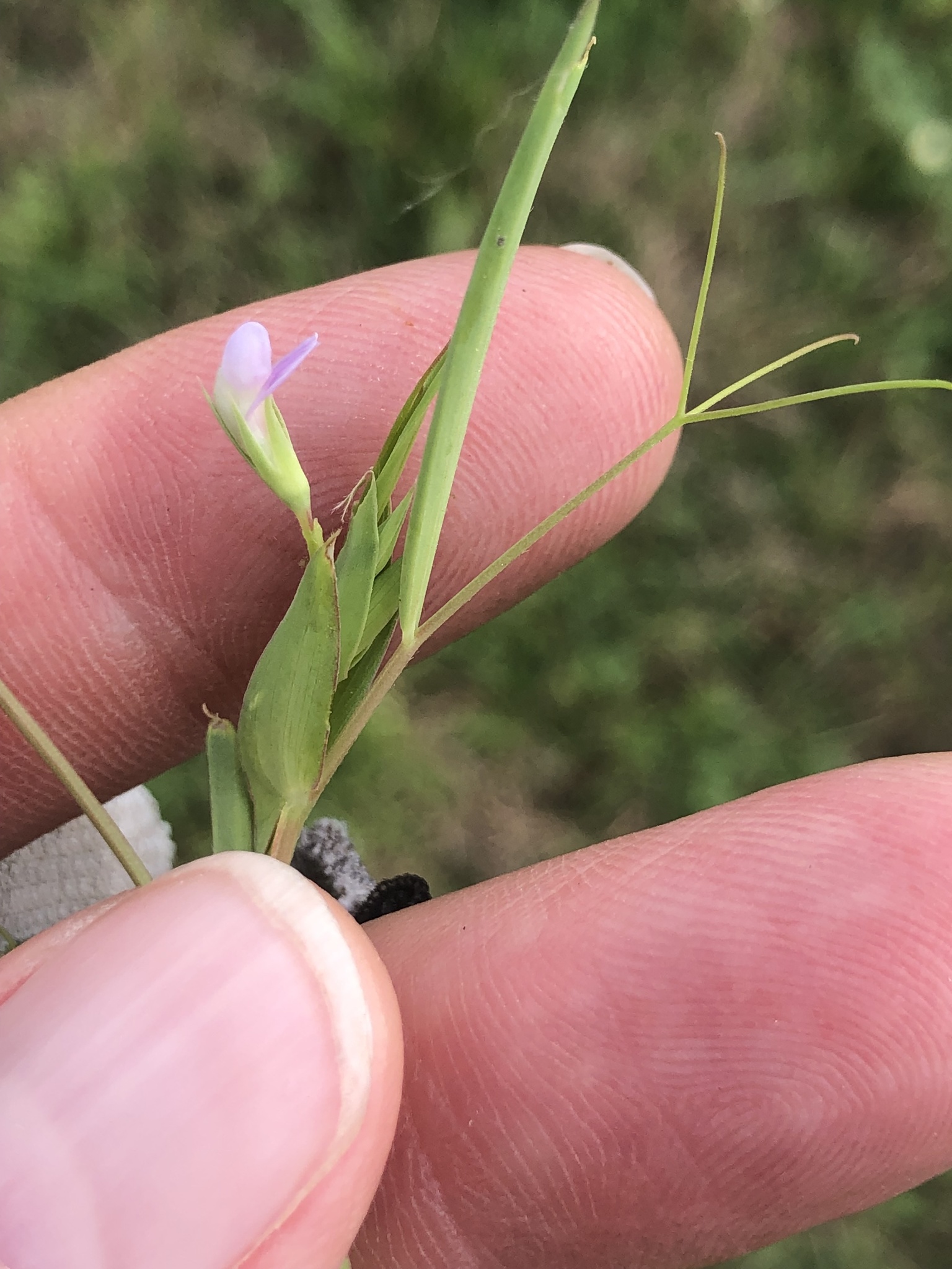 Lathyrus pusillus Elliott