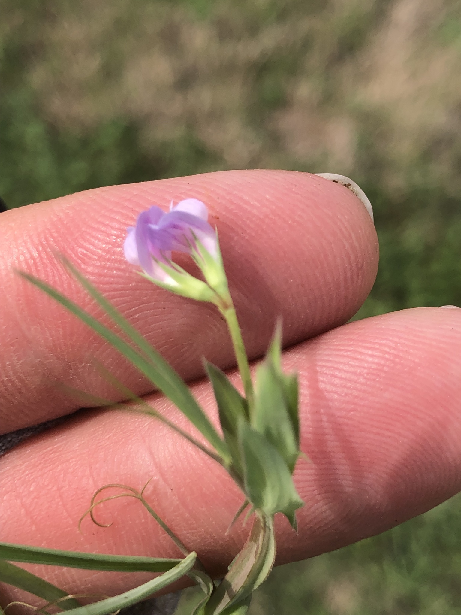Lathyrus pusillus Elliott