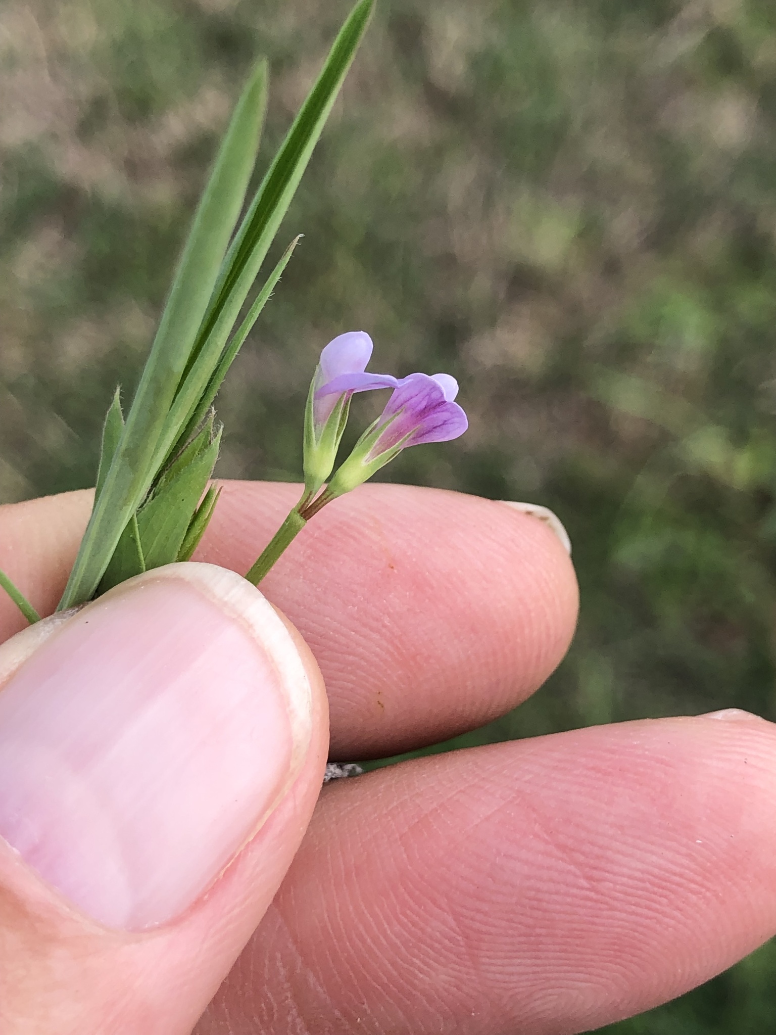 Lathyrus pusillus Elliott