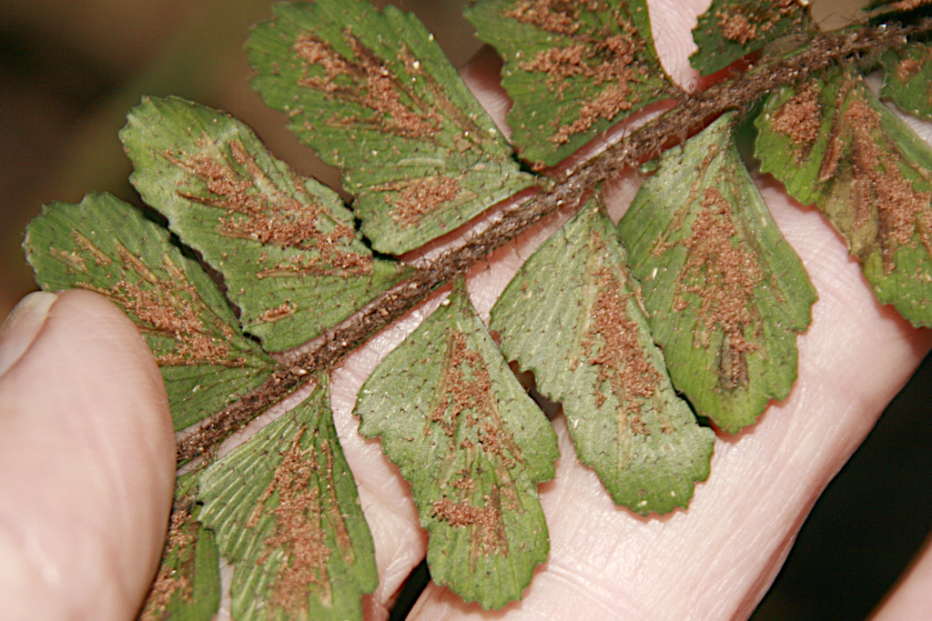 Asplenium paleaceum from Cathedral Fig Tree, Danbulla Rd, Danbulla QLD ...