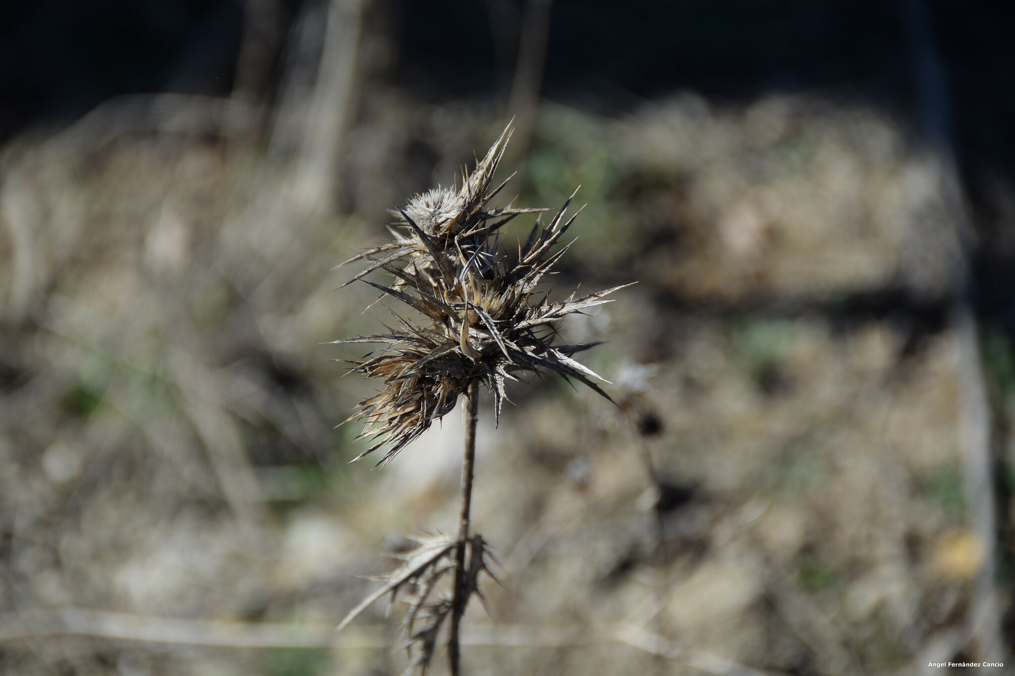 Echinops strigosus L.