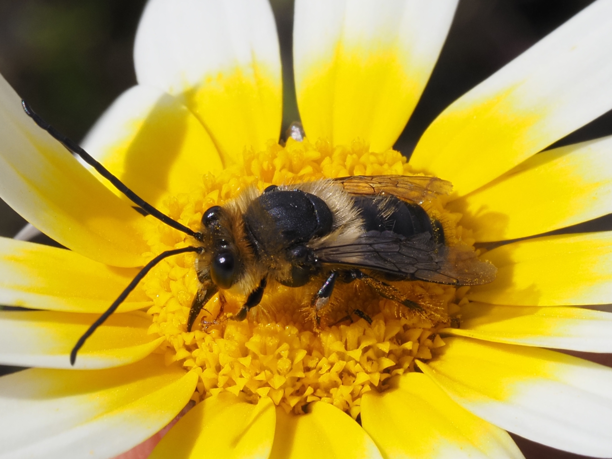 Eucera Scopoli, 1770