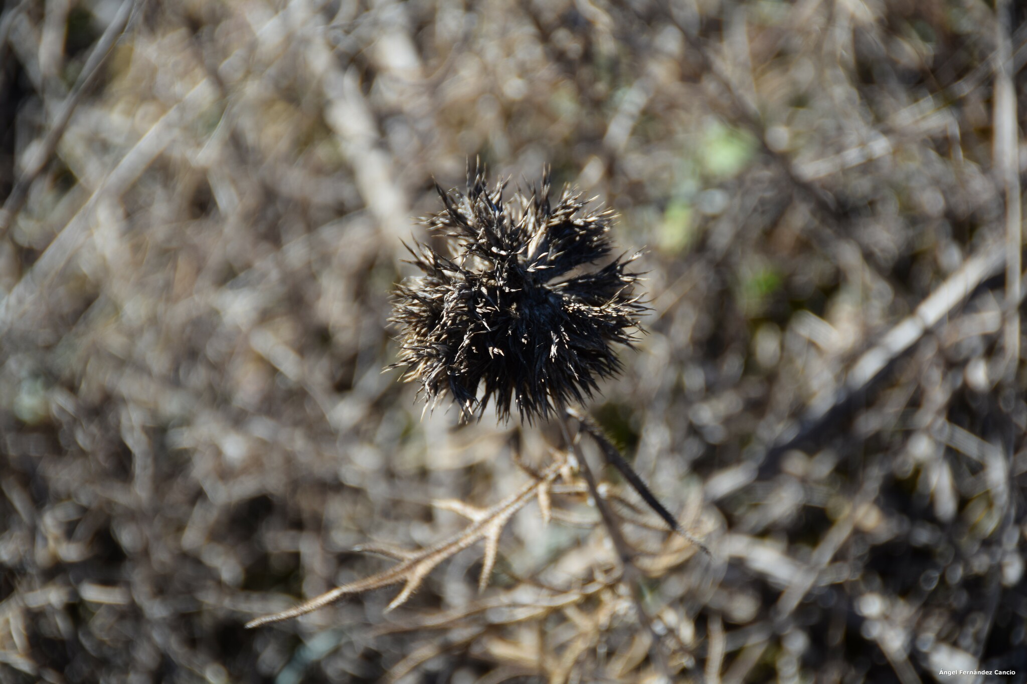 Echinops strigosus L.