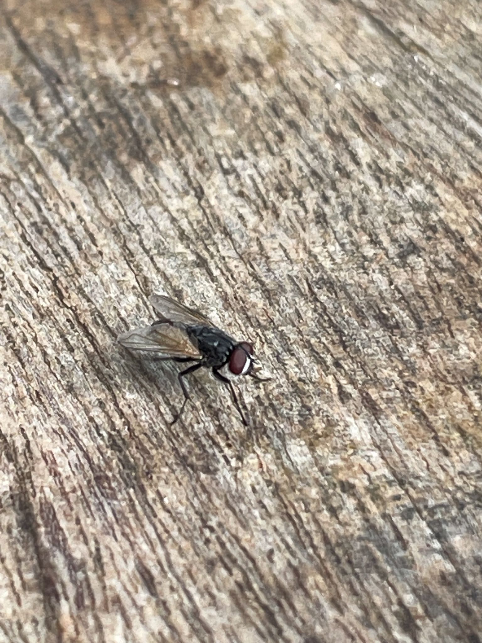 Musca domestica Linnaeus, 1758