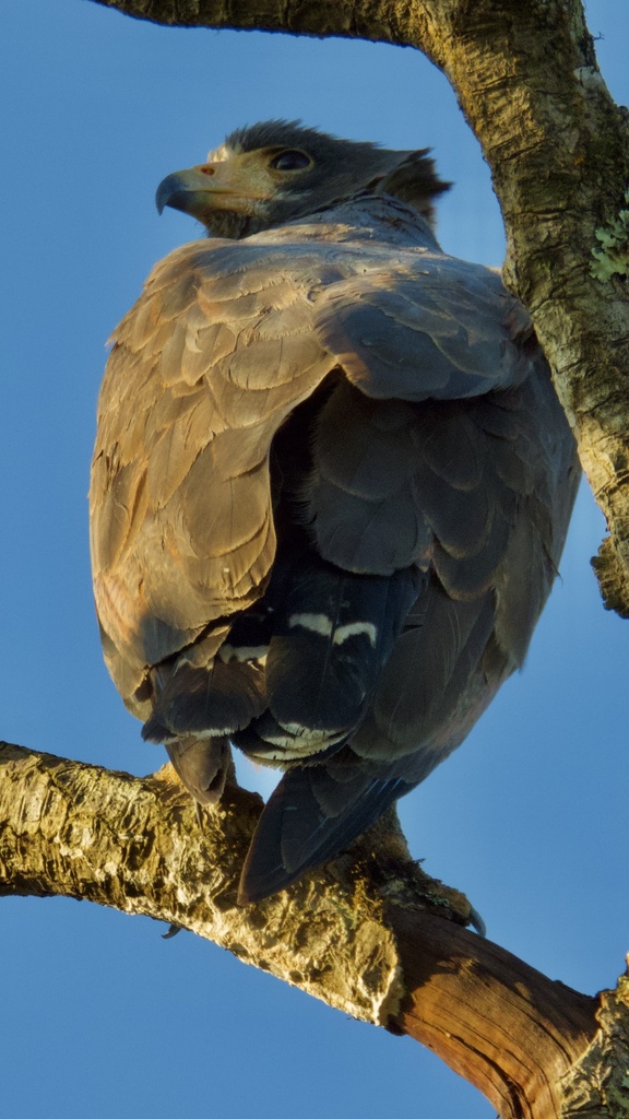 Rufous Crab Hawk in October 2020 by sobania · iNaturalist