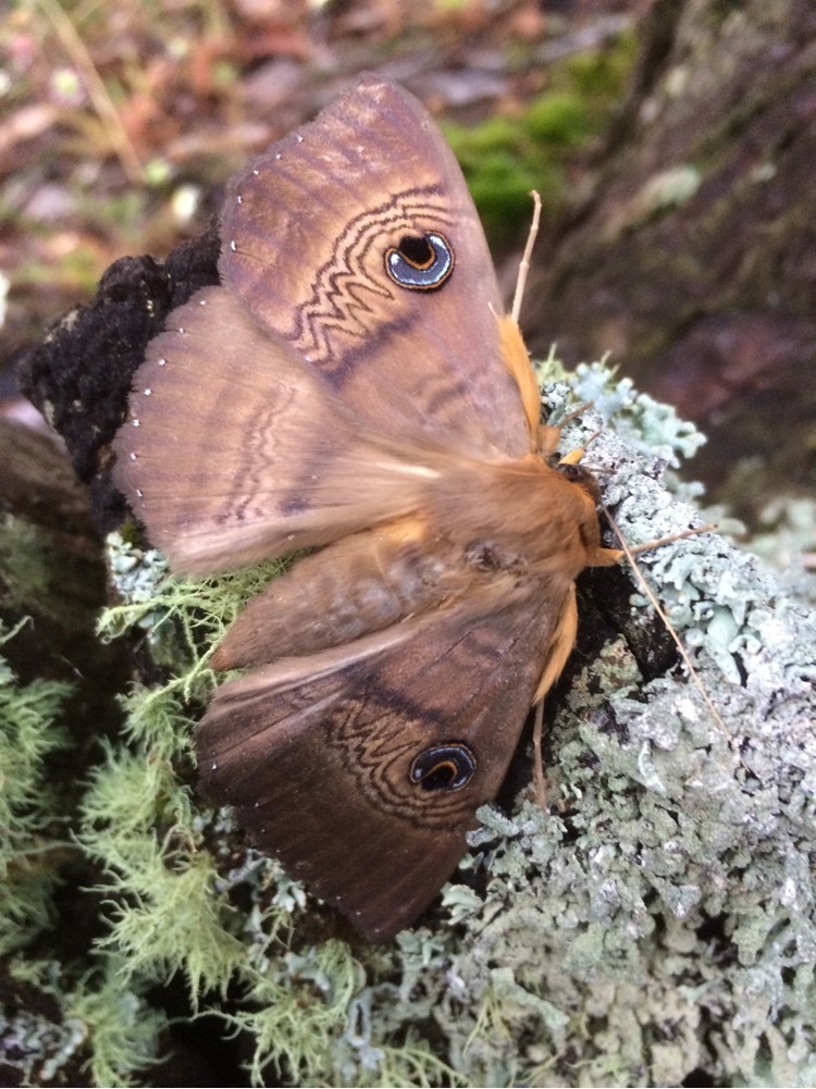 Southern Moon Moth in September 2018 by QuestaGame. Sighting and photos ...