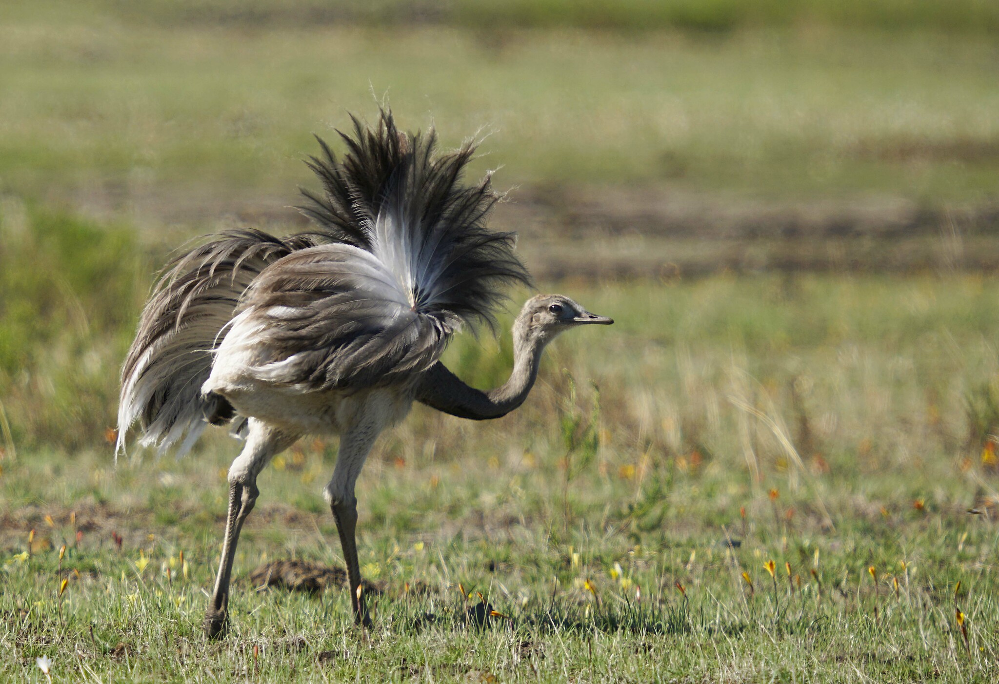 Rhea americana (Linnaeus, 1758)