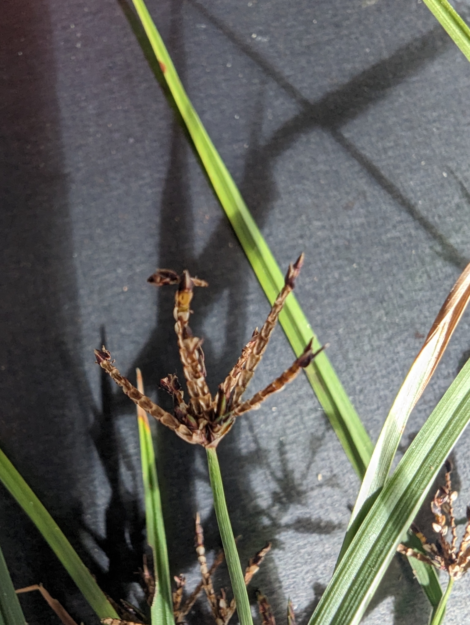 Cyperus tetraphyllus R.Br.