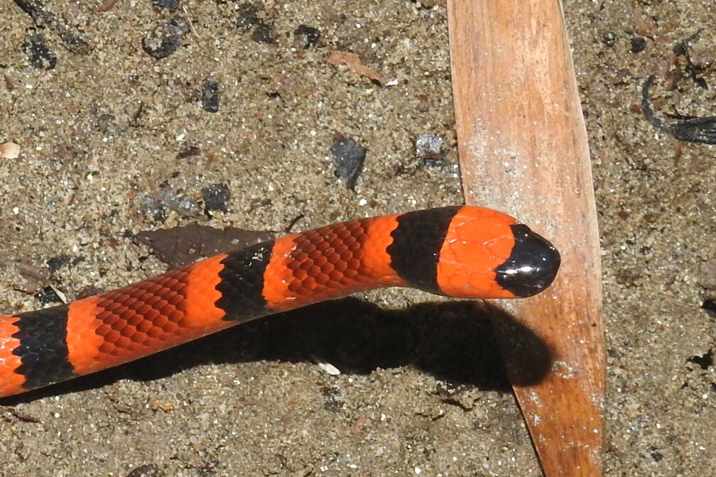 Micrurus nigrocinctus (Girard, 1854)