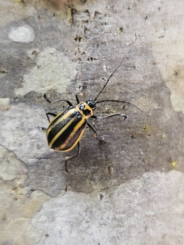 Isotes spilothorax · NaturaLista Colombia