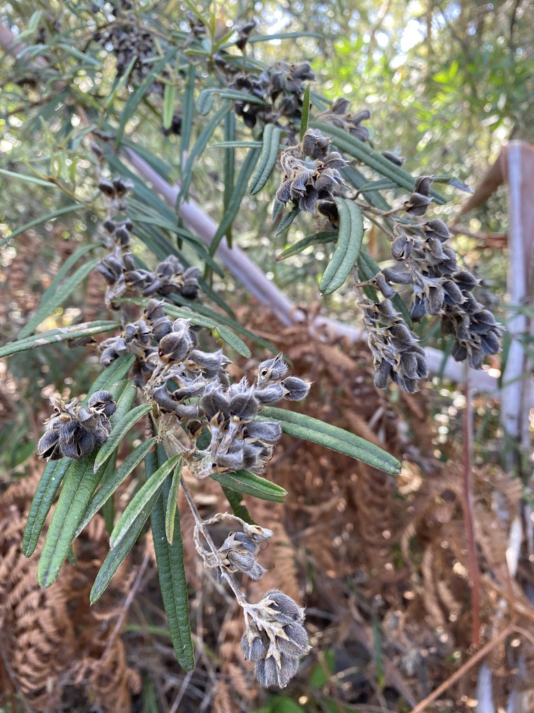 Oxylobium robustum from Temple Ct, Lake Cathie, NSW, AU on February 27 ...