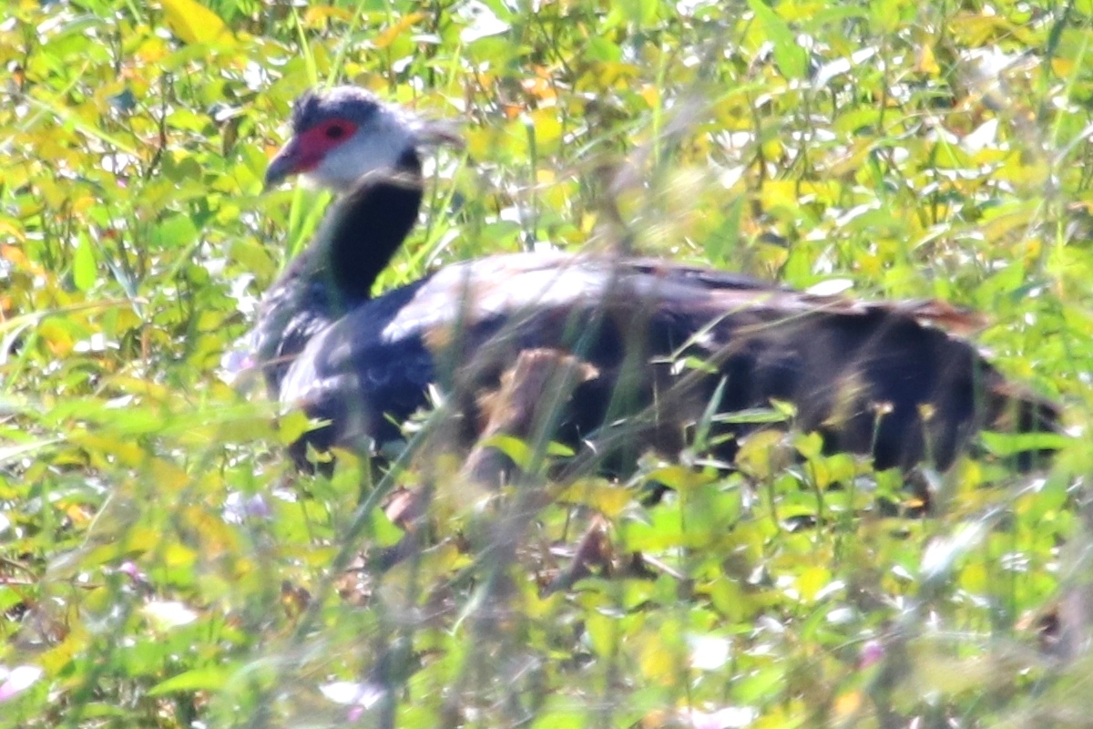 Chauna chavaria (Linnaeus, 1766)