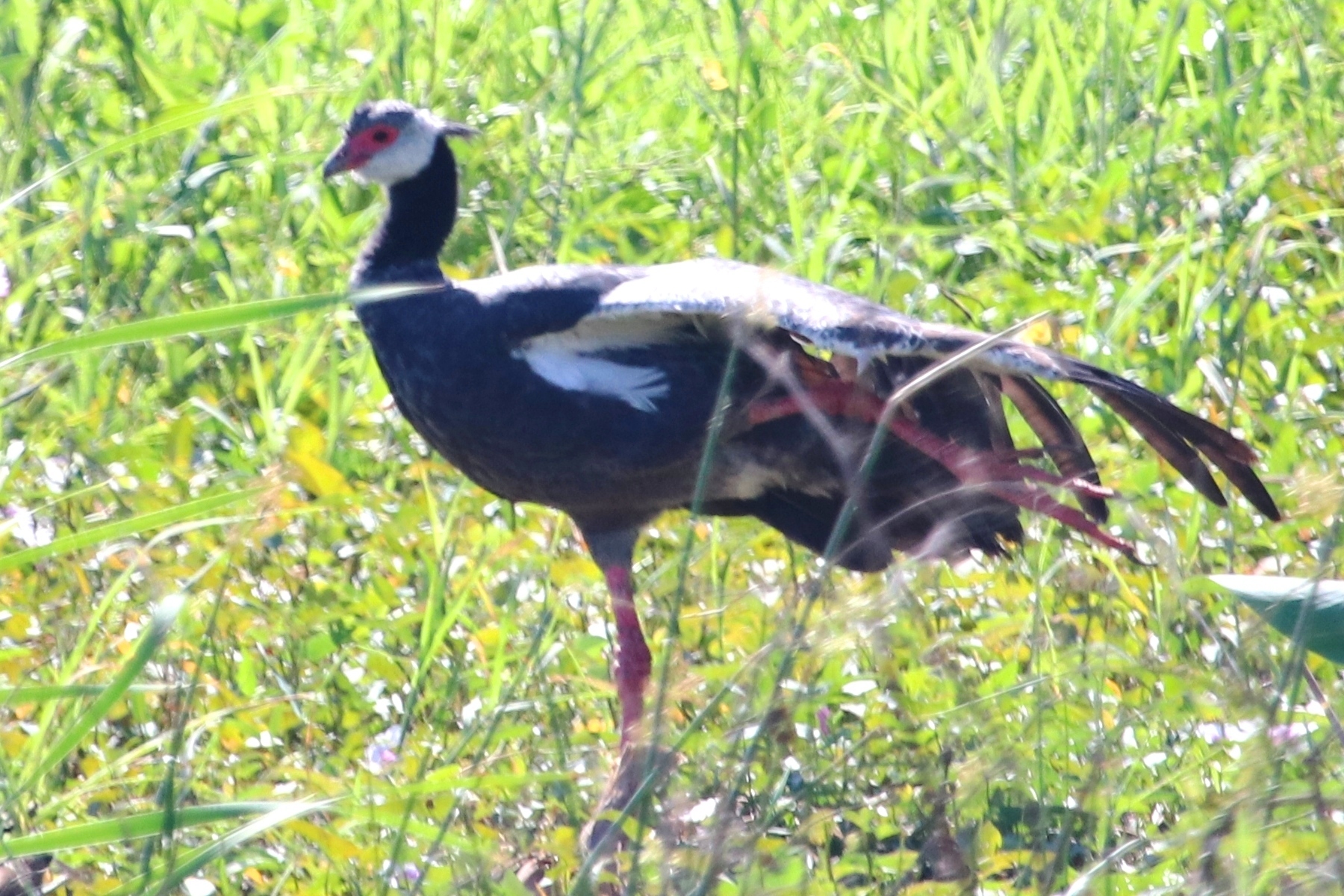 Chauna chavaria (Linnaeus, 1766)