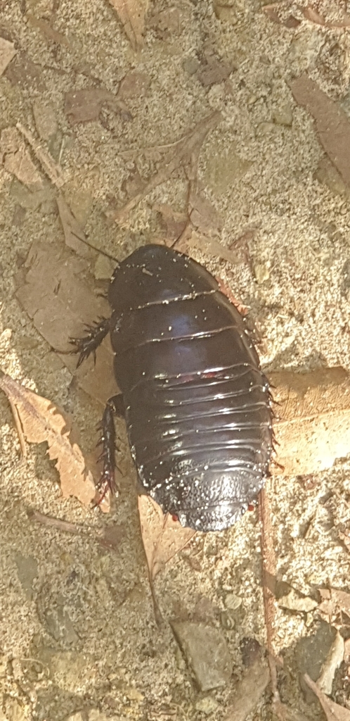 Panesthiinae from Noosa Heads QLD 4567, Australia on February 27, 2023 ...