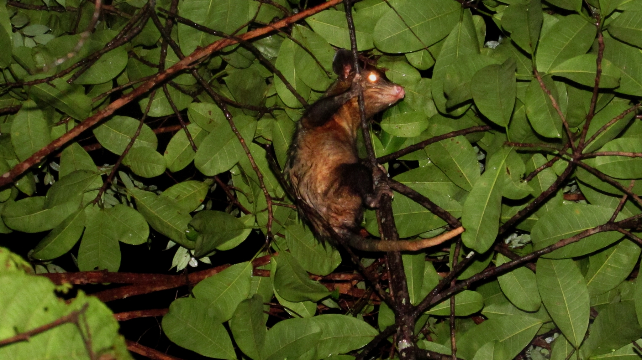 Didelphis marsupialis Linnaeus, 1758