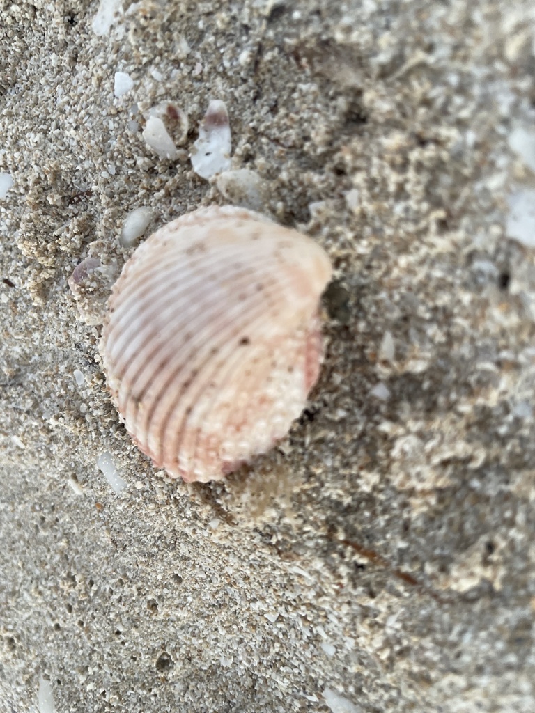 Florida Prickly Cockle from Calle Playa, Progreso, YUC, MX on February ...