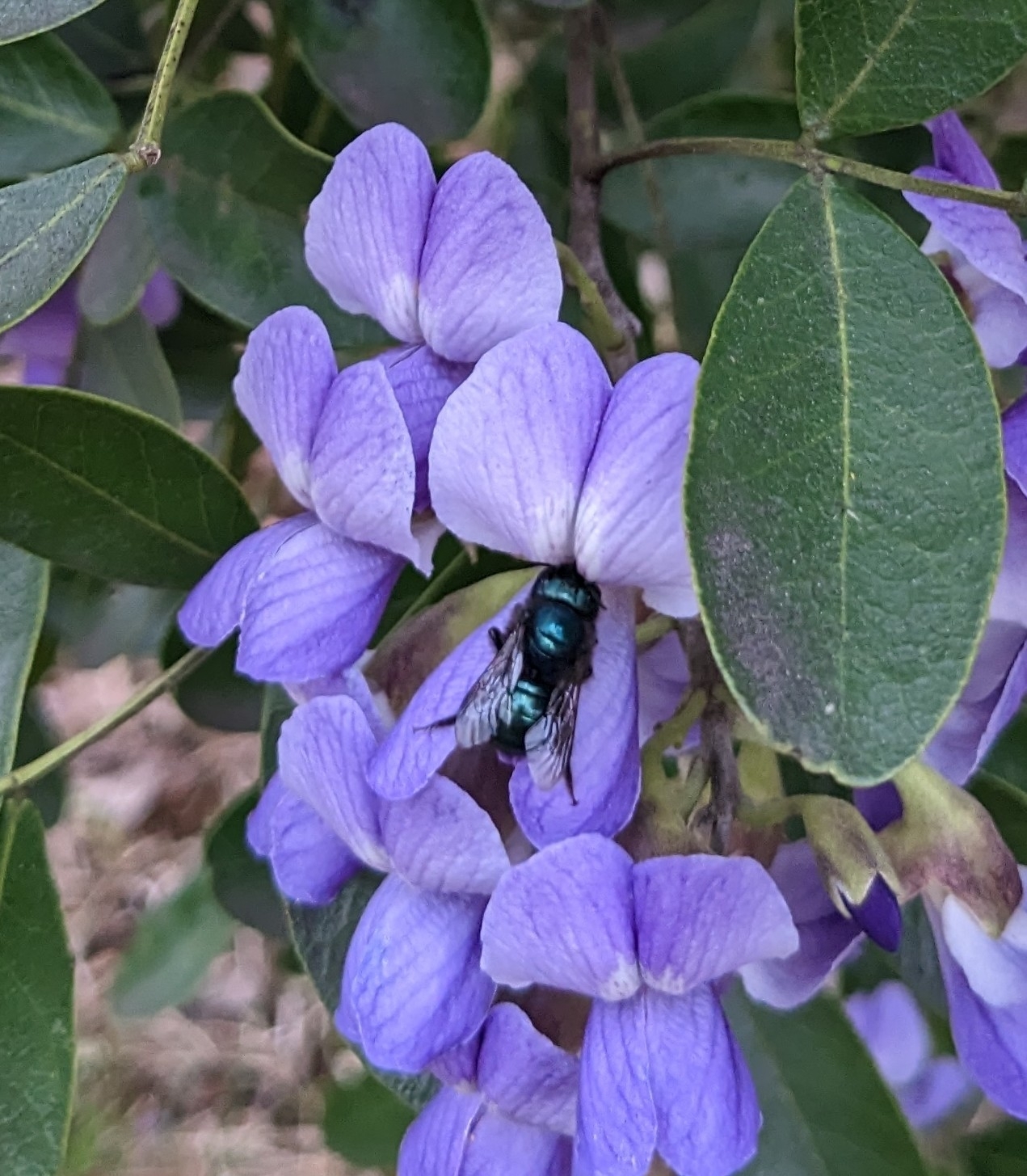 Osmia ribifloris Cockerell, 1900