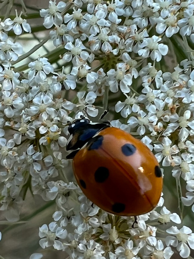 Seven-spotted Lady Beetle from University District, Seattle, WA, USA on ...
