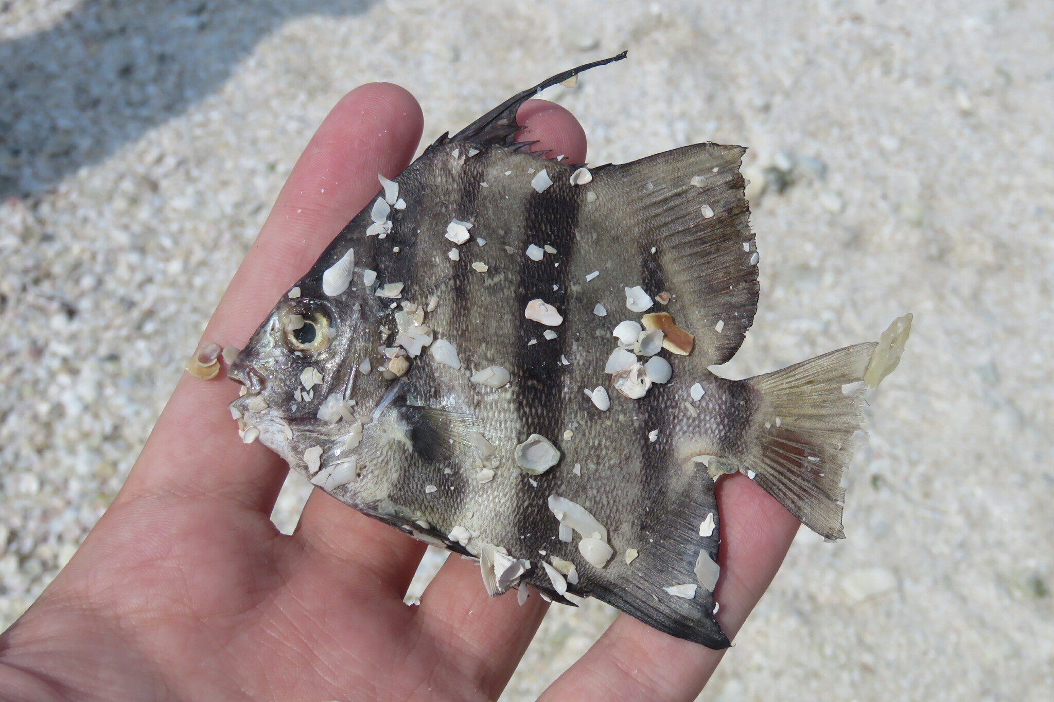 Chaetodipterus faber (Broussonet, 1782)