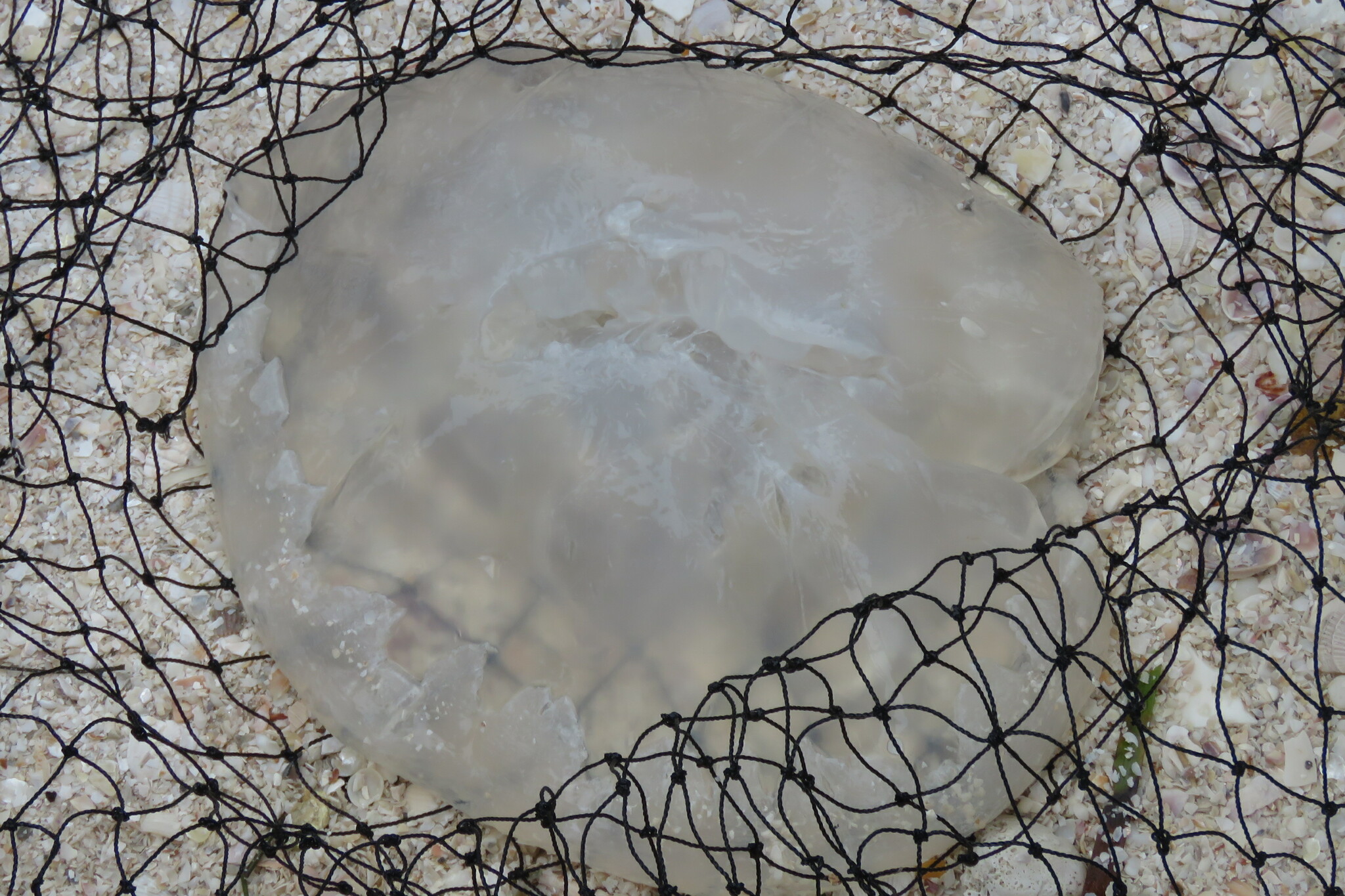 Rhopilema verrilli (Fewkes, 1887)