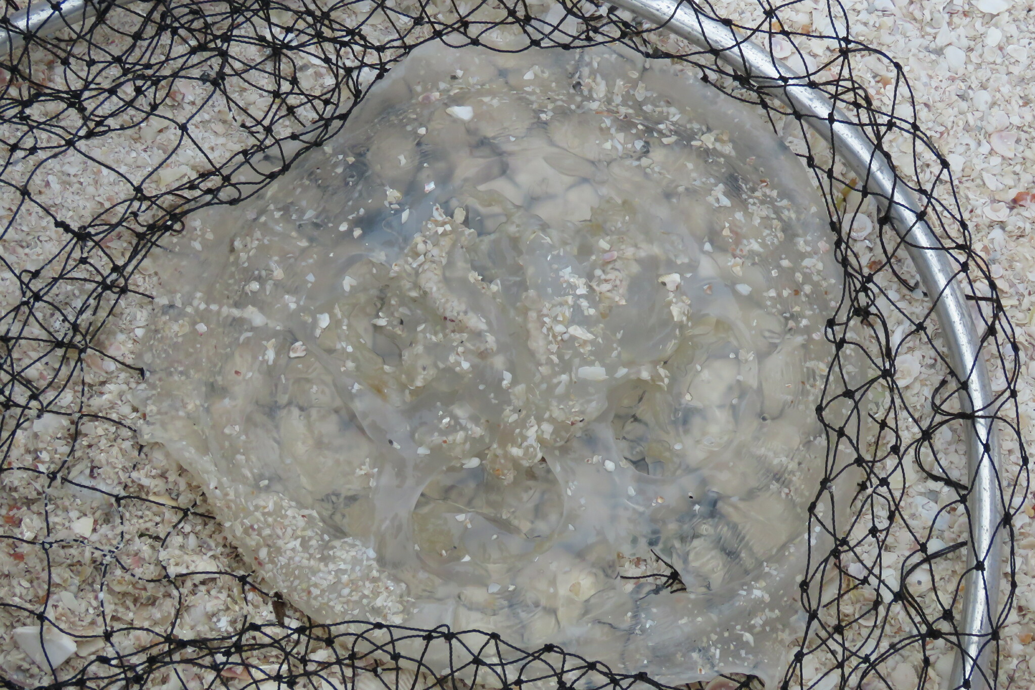 Rhopilema verrilli (Fewkes, 1887)