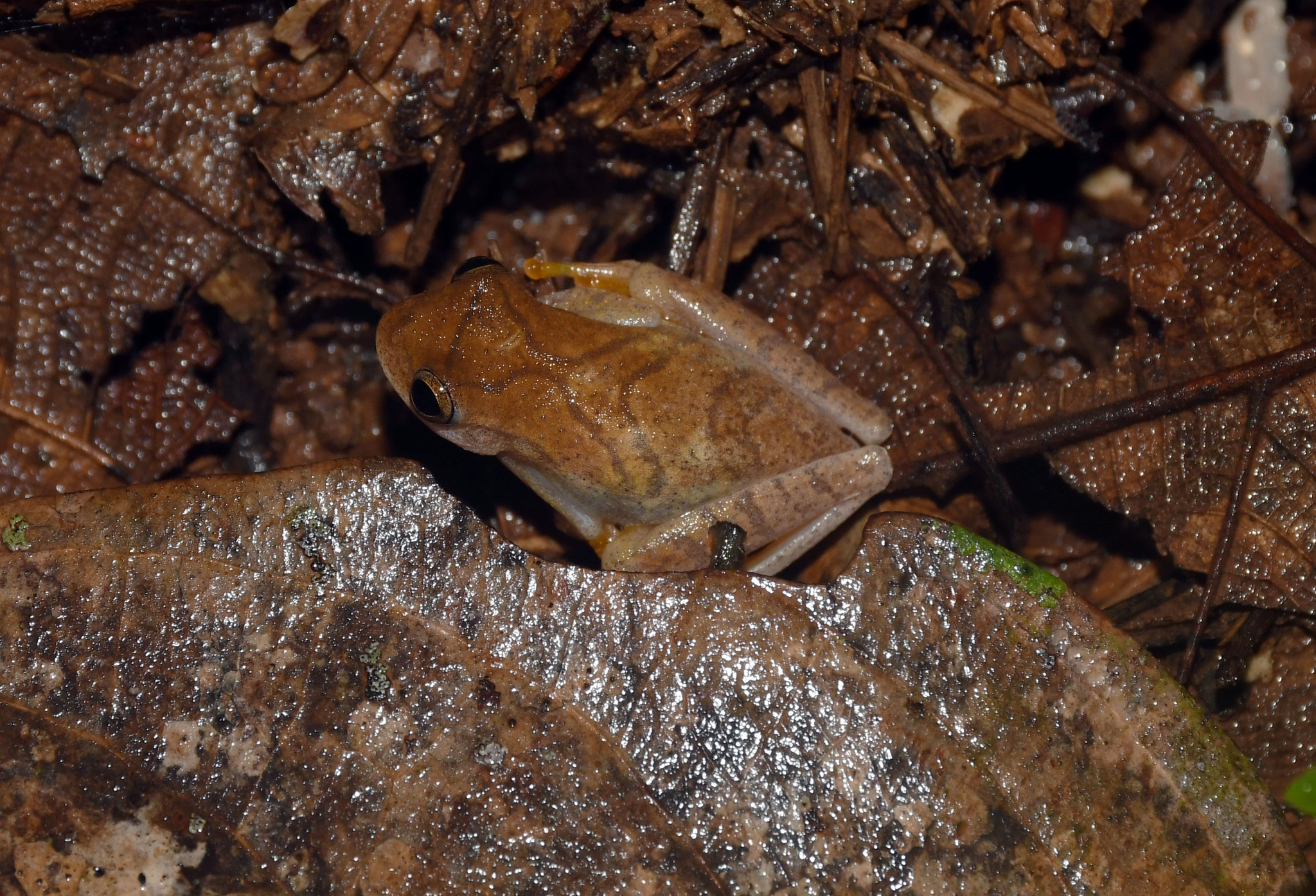 Dendropsophus minutus (Peters, 1872)