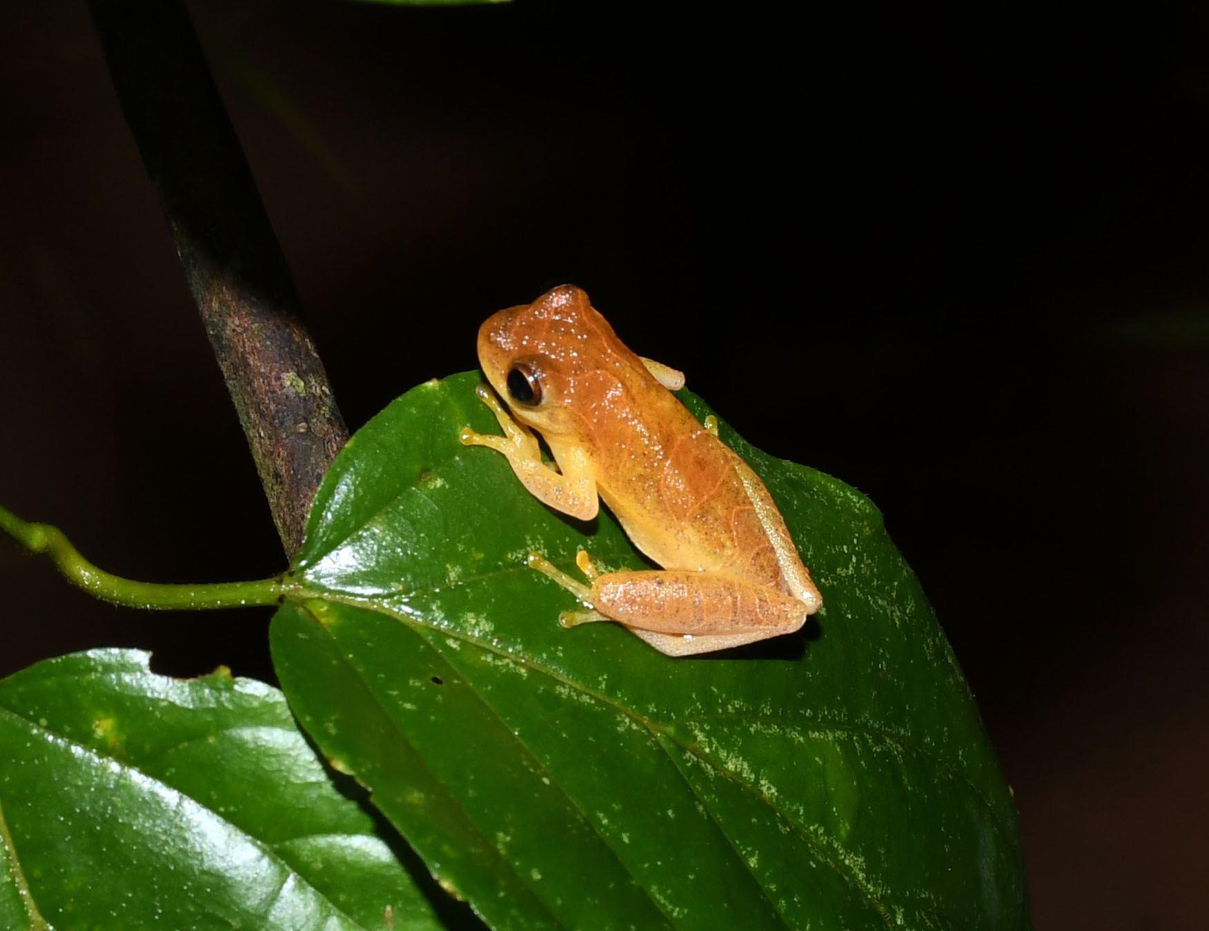 Dendropsophus minutus (Peters, 1872)