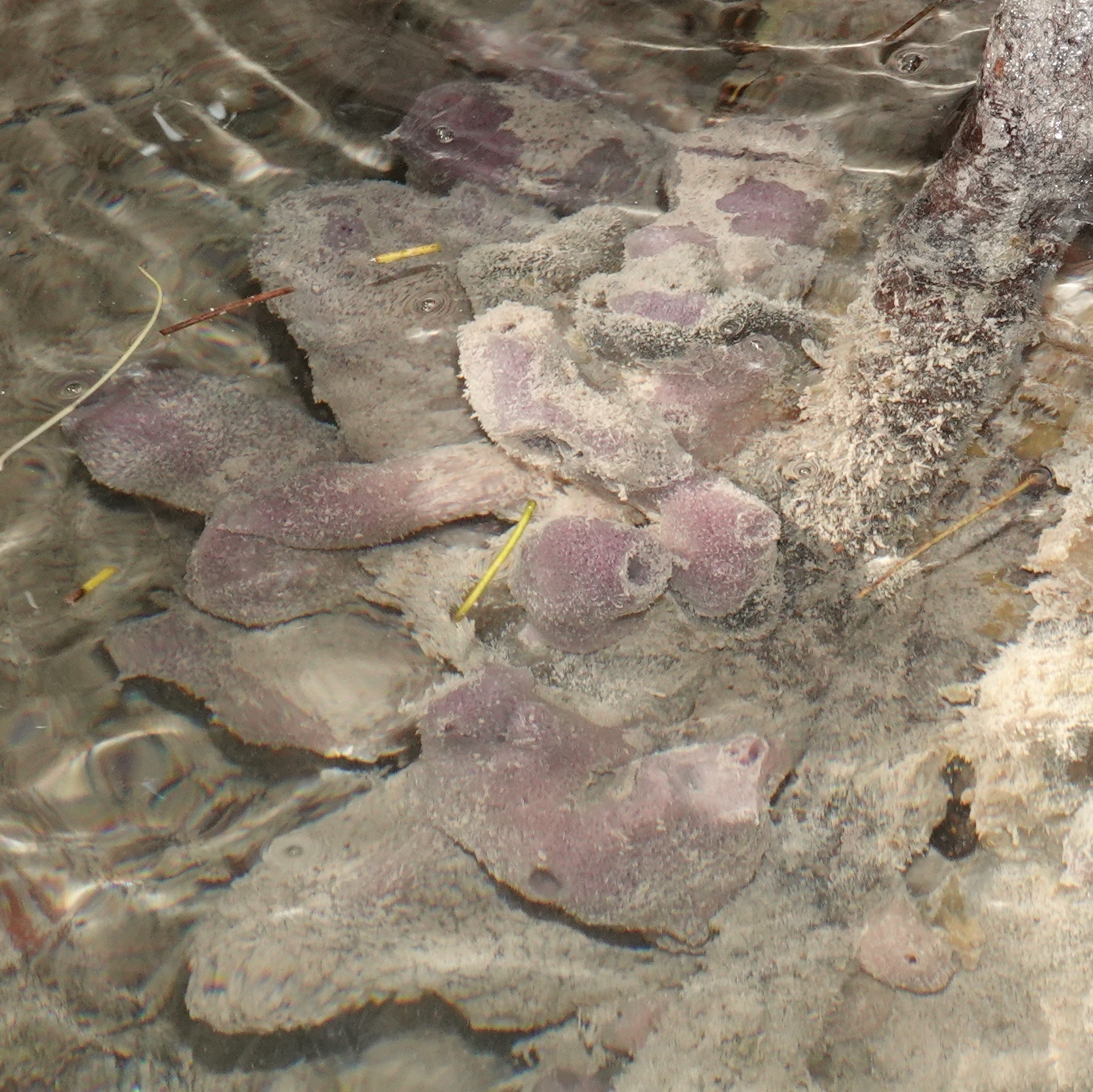 Chalinidae