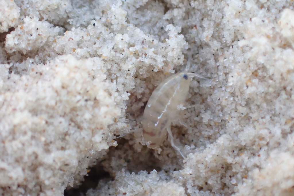 Sandhoppers and Landhoppers from Adelaide SA, Australia on August 31 ...