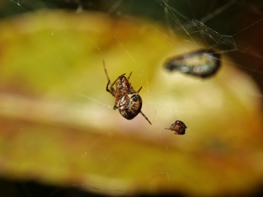 Common House Spider from Shenzhen, Guangdong, China on February 24 ...