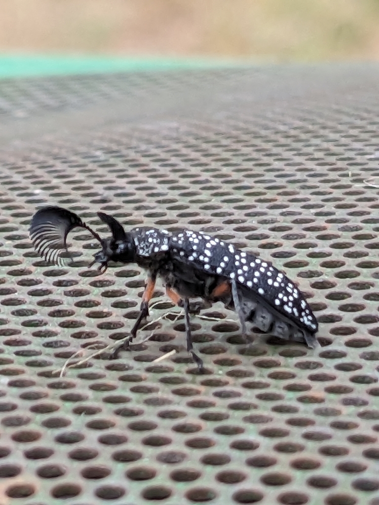 Feather-horned beetle from Mount Martha VIC 3934, Australia on February ...