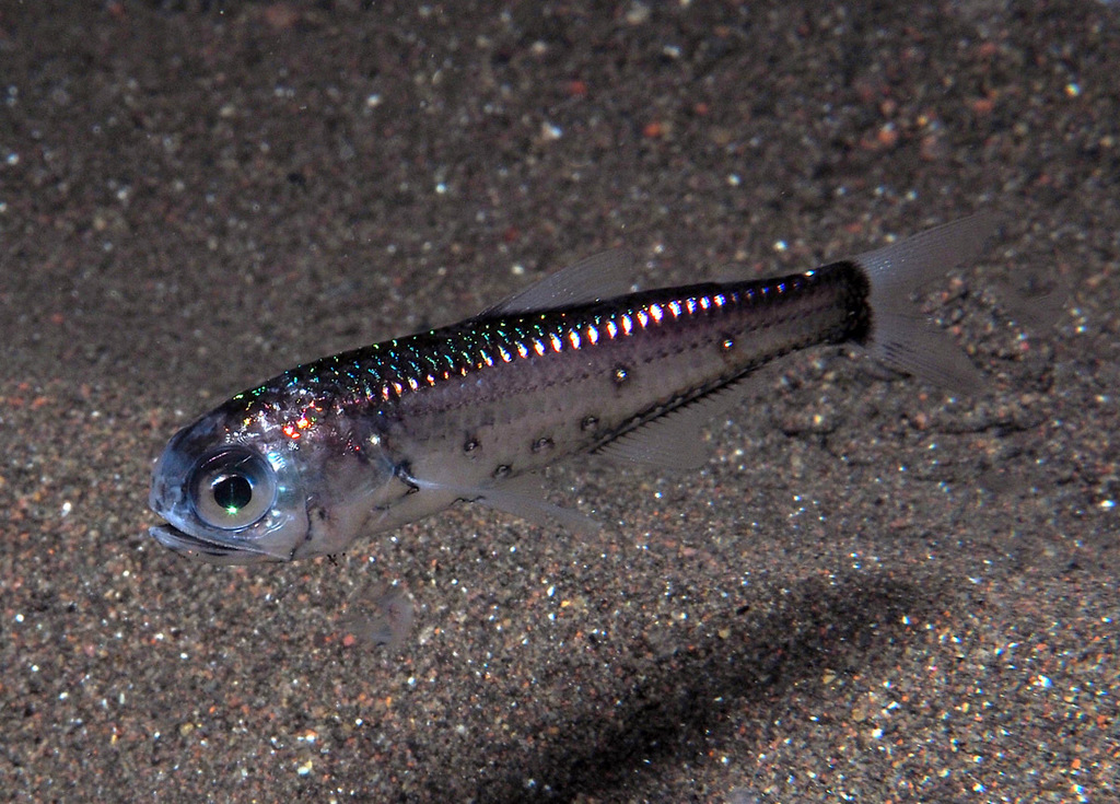 Lanternfishes (Myctophidae) - Marine Life Identification