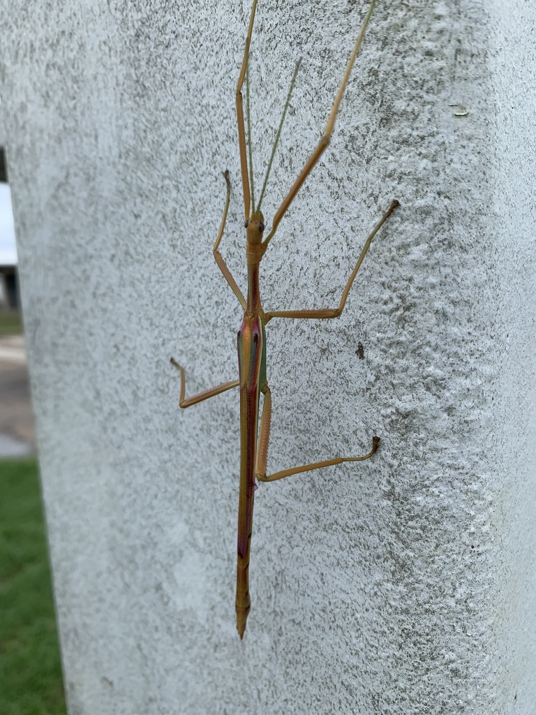 Tropidoderus from Endeavour Valley Rd, Cooktown, QLD, AU on February 16 ...