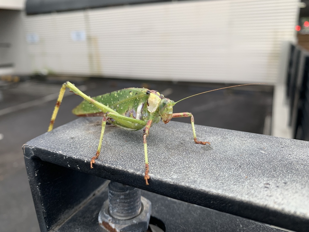 32-spotted Katydid from Spence St, Cairns City, QLD, AU on February 19 ...