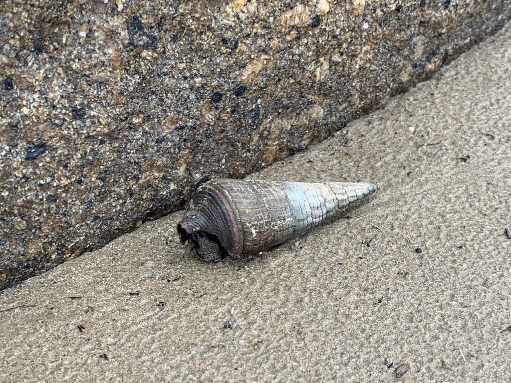 Telescopium telescopium from Finch Bay, Cooktown, QLD, AU on February ...