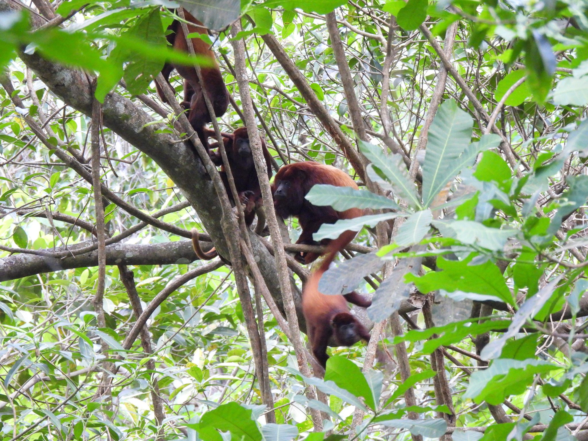 Alouatta seniculus (Linnaeus, 1766)