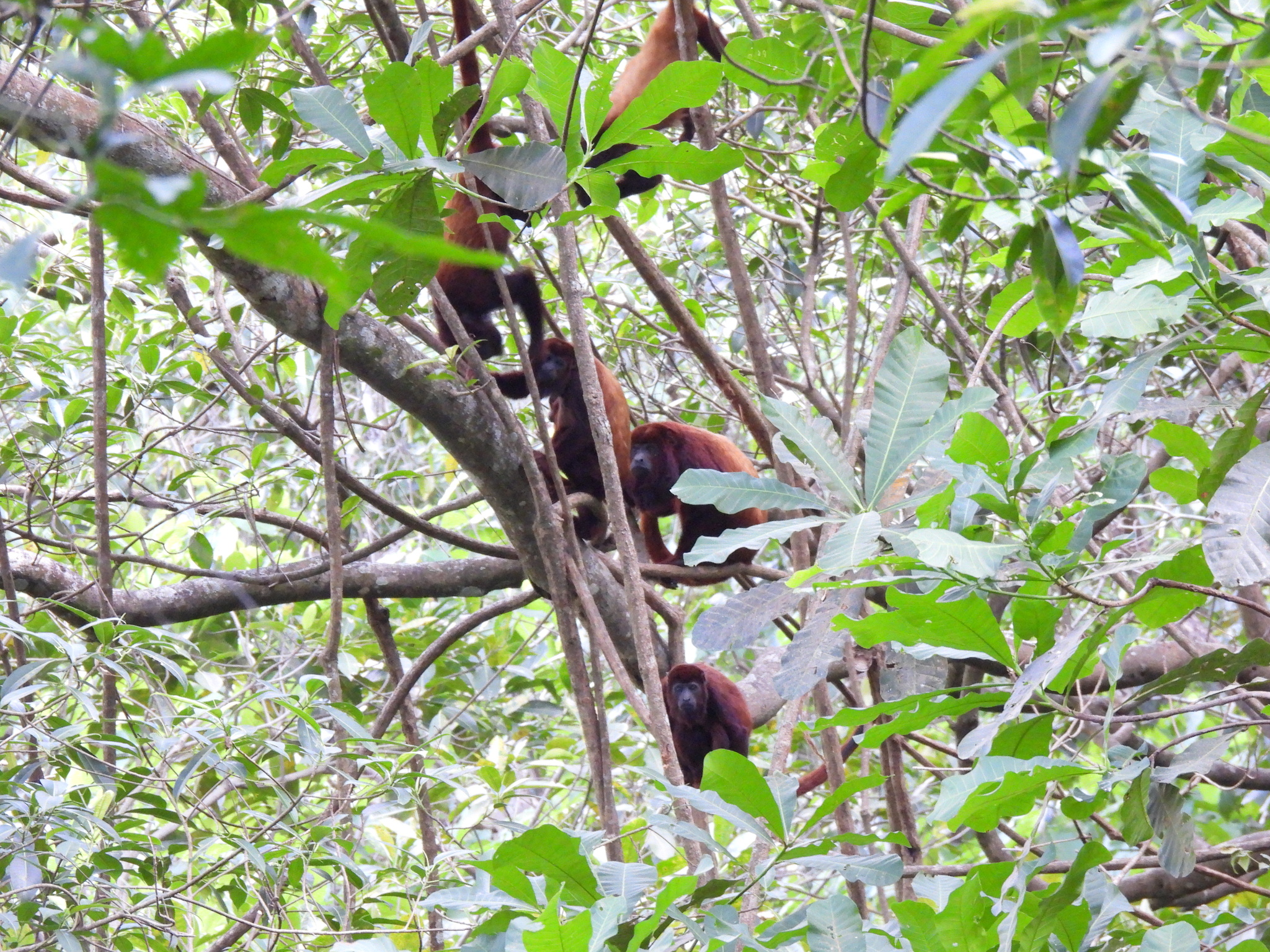 Alouatta seniculus (Linnaeus, 1766)