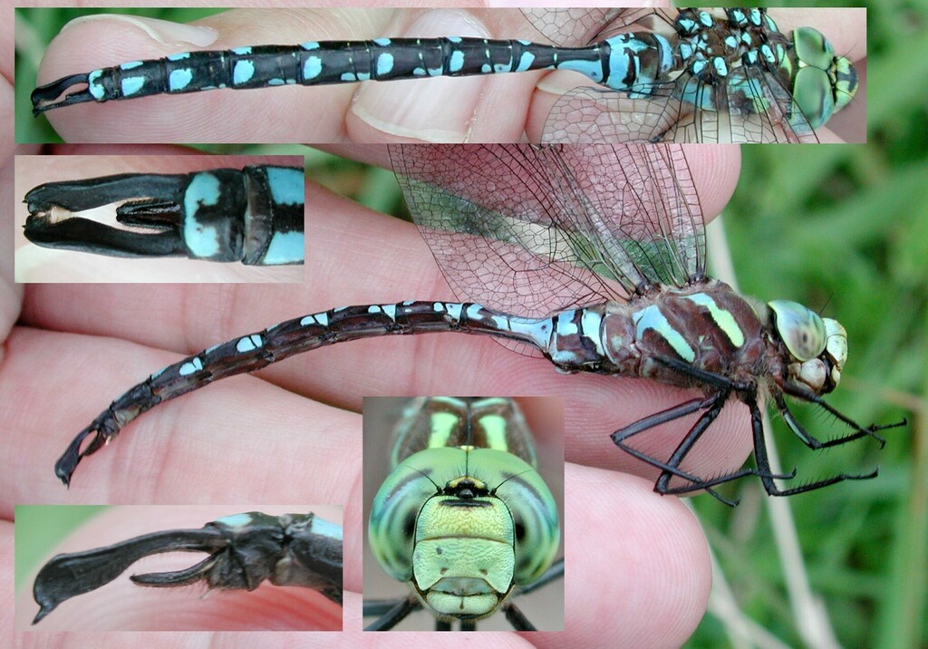 Lance-tipped Darner from OSM-Keene, Peterborough County, ON, Canada on ...