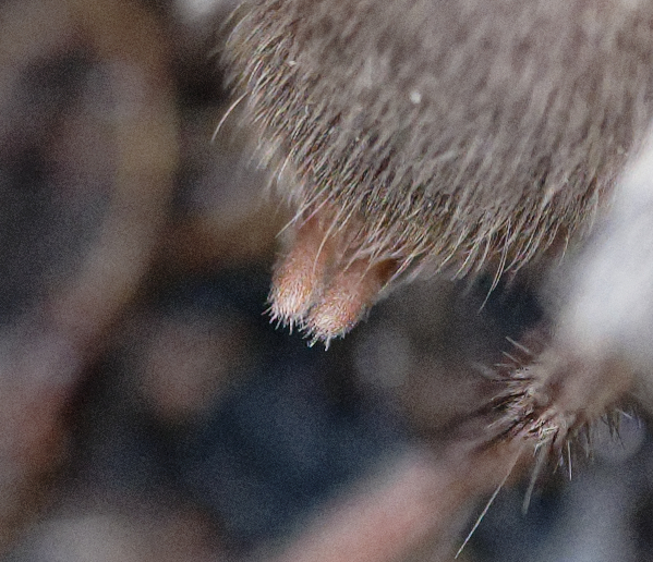 Calisoga longitarsis (Simon, 1891)