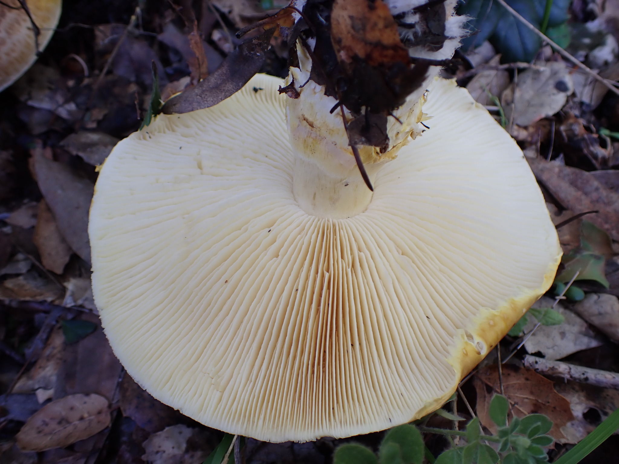 Floccularia albolanaripes (G.F.Atk.) Redhead