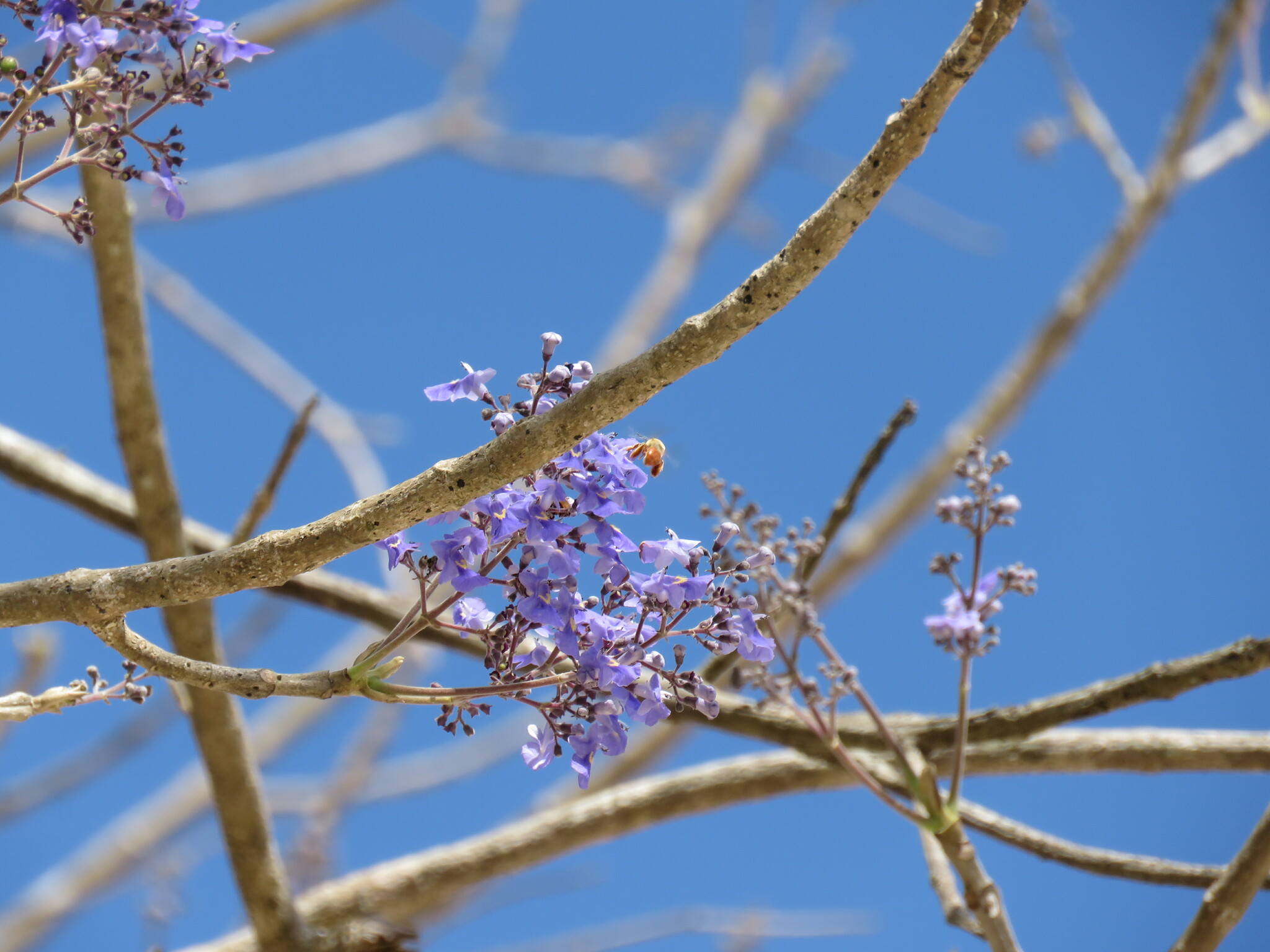 Vitex gaumeri Greenm.