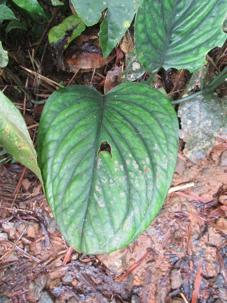 Monstera pinnatipartita from Norcasia, Caldas, Colombia on January 08 ...