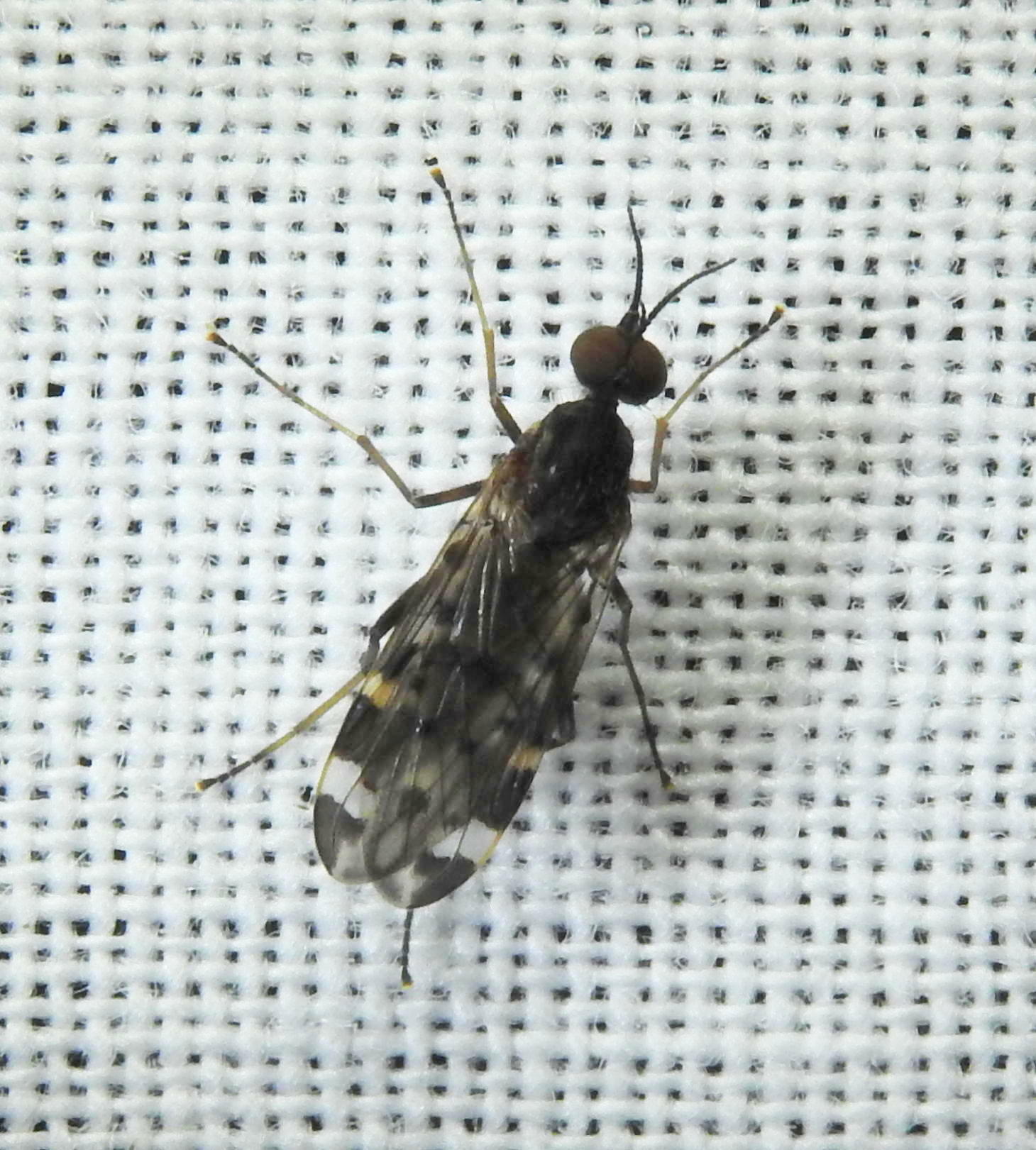 Anisopodidae
