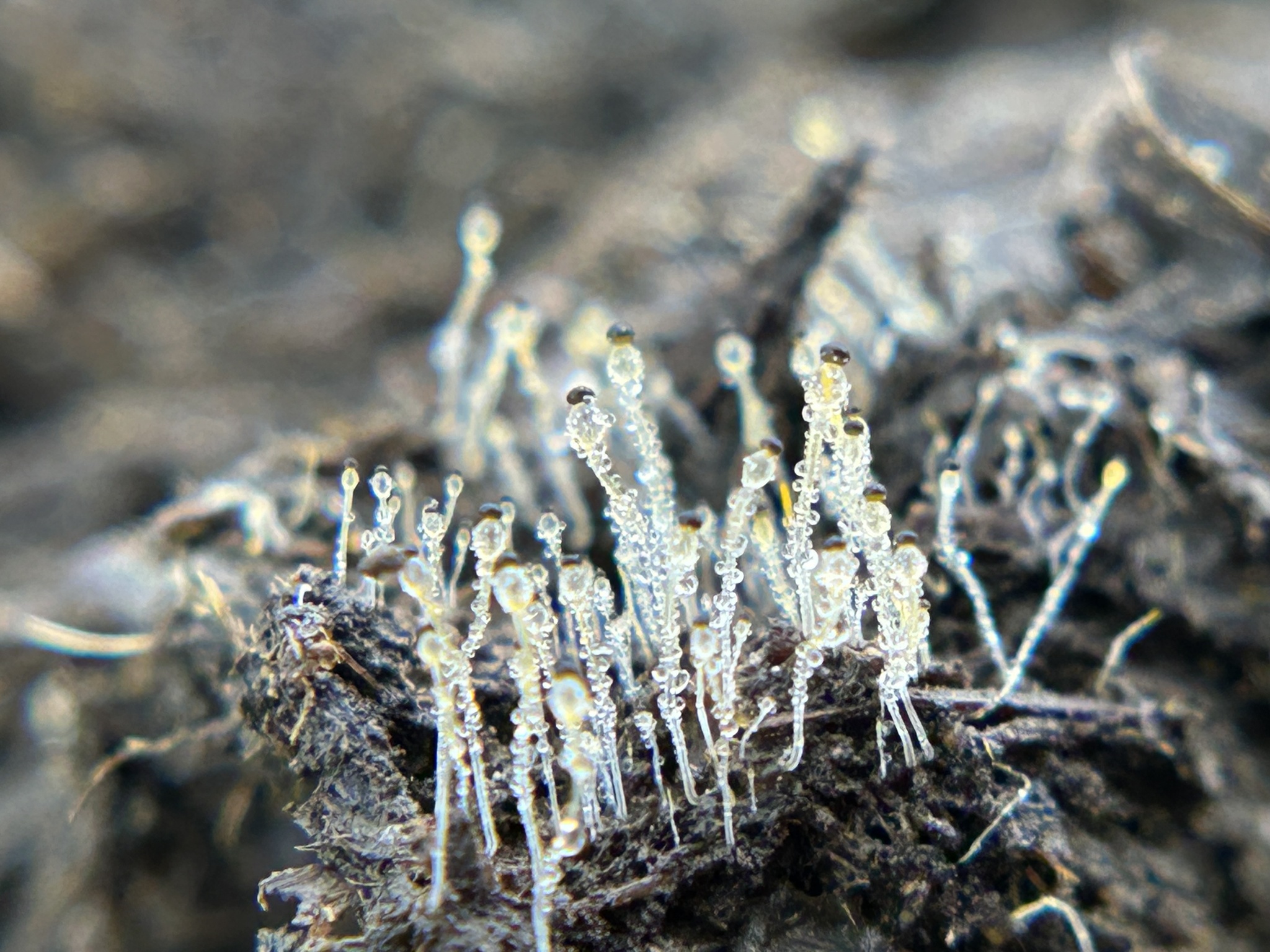 Pilobolus Tode, 1784