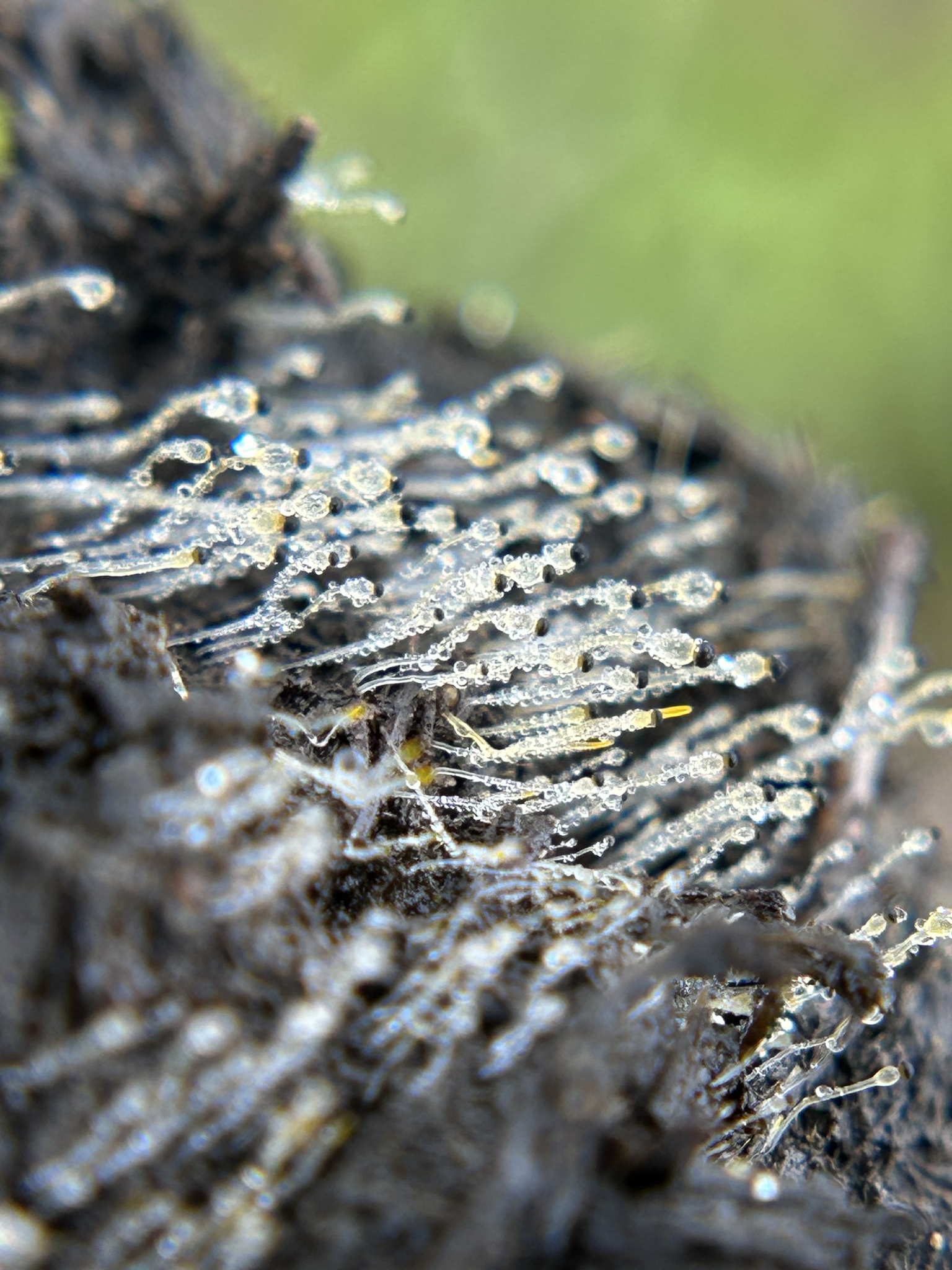 Pilobolus Tode, 1784