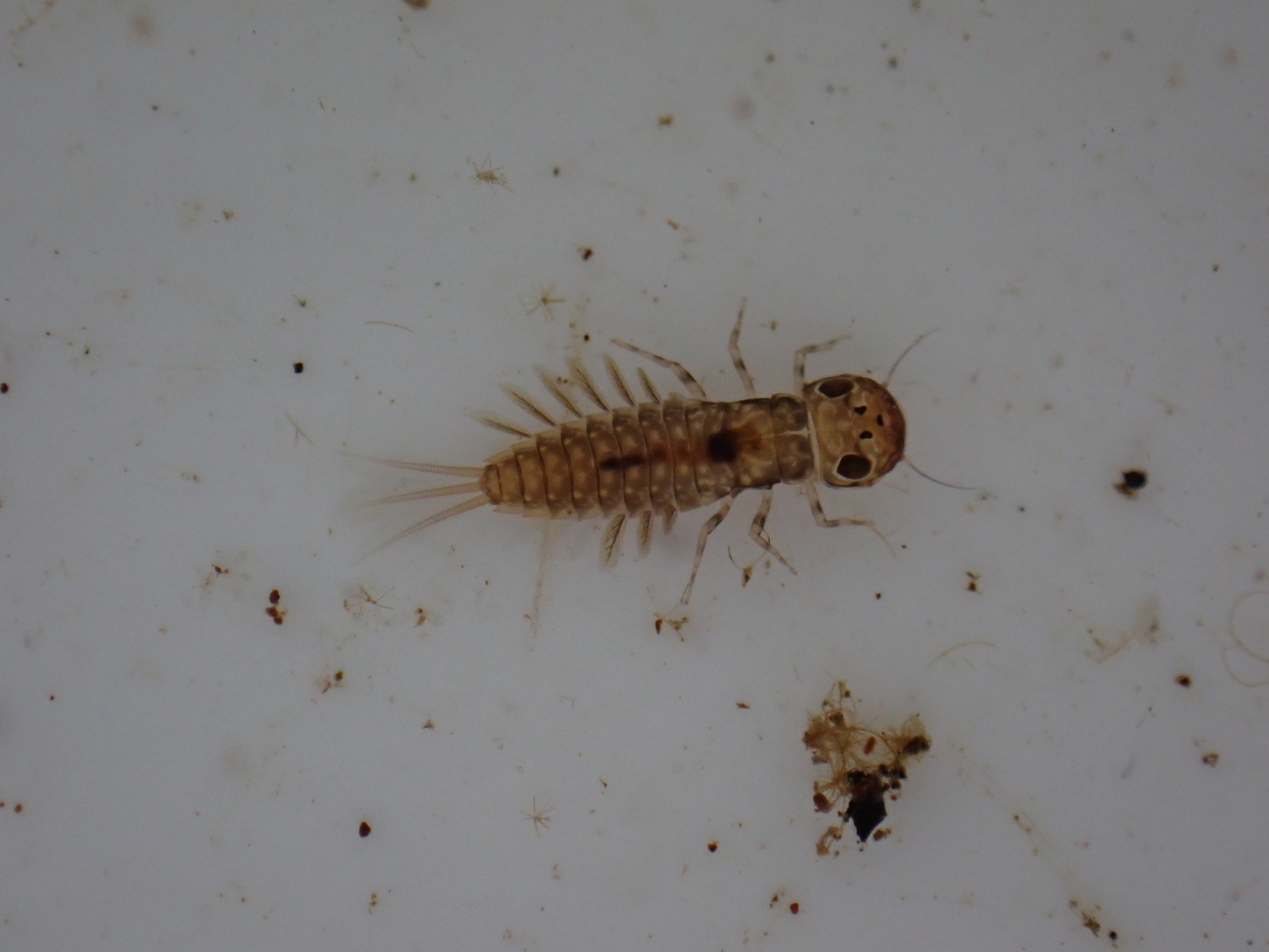 Ameletopsidae