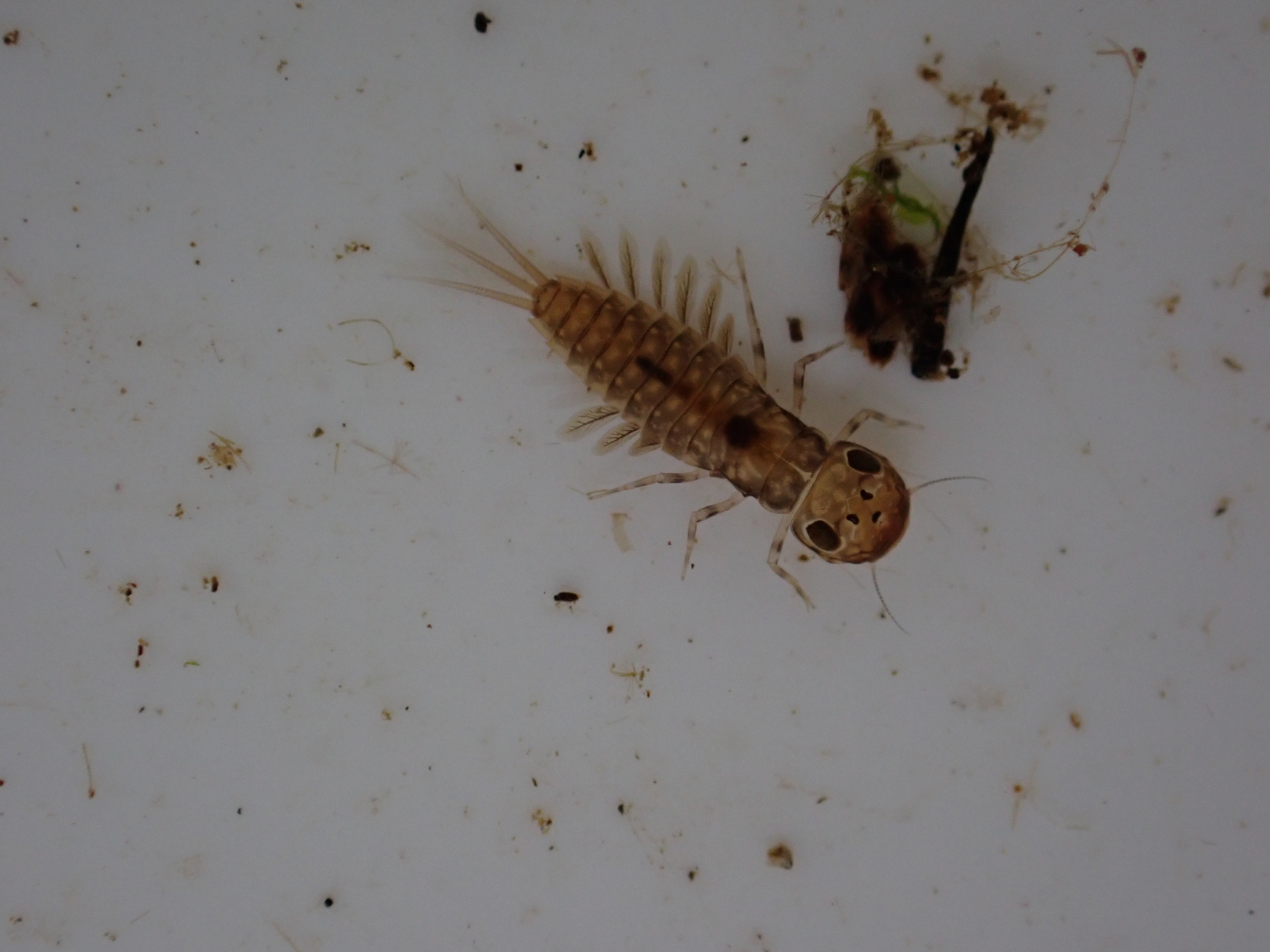 Ameletopsidae
