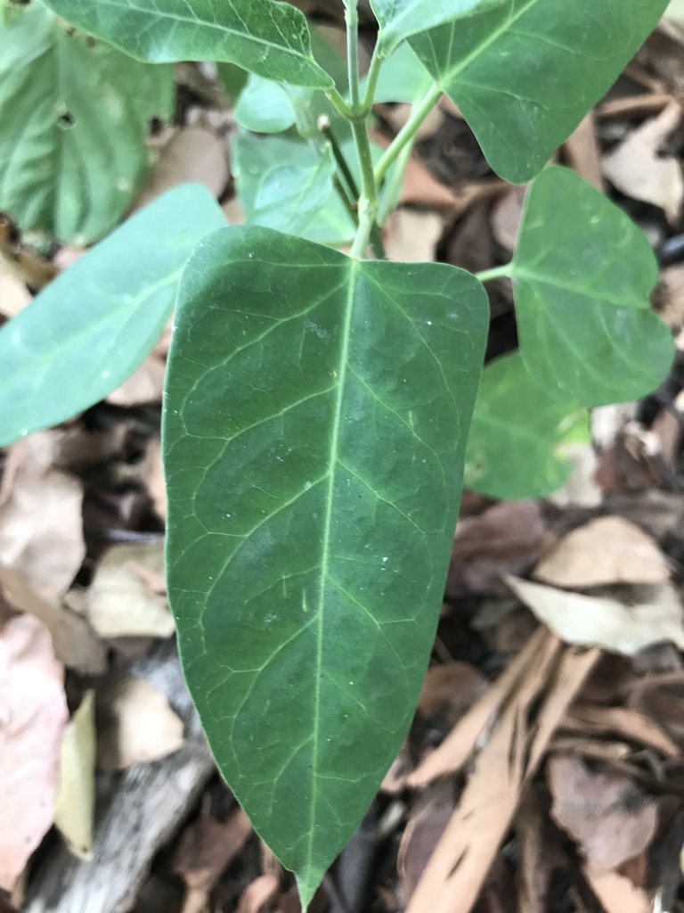 Moth Vine from Regentville Public School, Regentville, NSW, AU on ...