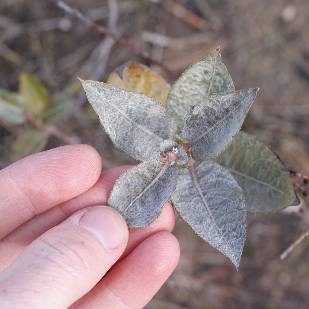 sand dune willow from Cheboygan State Park, Michigan on October 20 ...