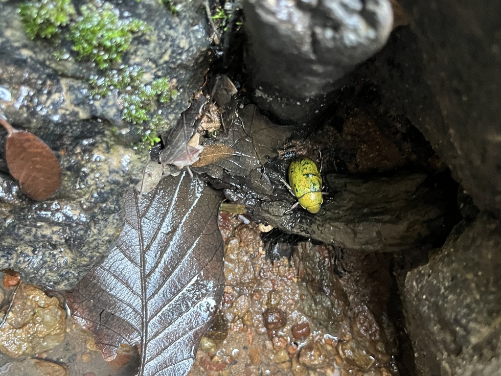 Jewel Scarabs from Camino Peña Blanca, Calvillo, Aguascalientes, MX on ...